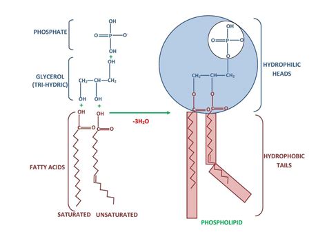 The Science Behind Phospholipids A Deep Dive Into Their Molecular Structure Boc Sciences