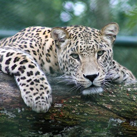 9 Stylish Leopard Print Items On A Budget