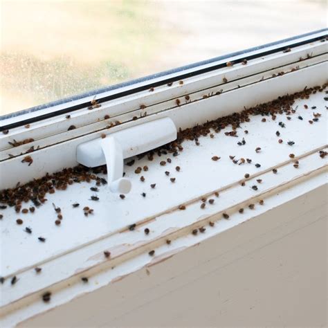 How To Use Ladybug Traps To Get Rid Of Ladybugs In Your Home Miche
