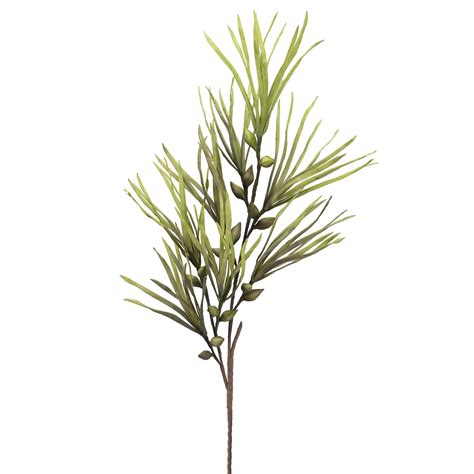 Papyrus Pod Stem Xibit Ca