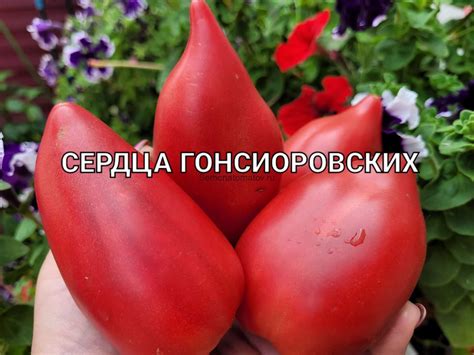 Бычье Сердце от Гонсиоровских (Минусинск) — Семена Томатов