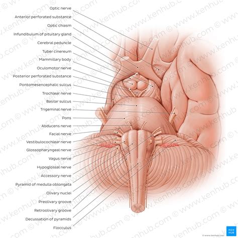 Cerebellum And Brainstem Anatomy And Functions Kenhub