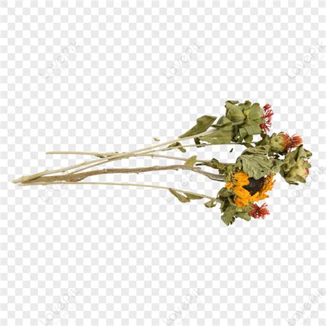 천연 부케 공기 건조 믹스 앤 매치꽃잎장식 Png 일러스트 무료 다운로드 Lovepik