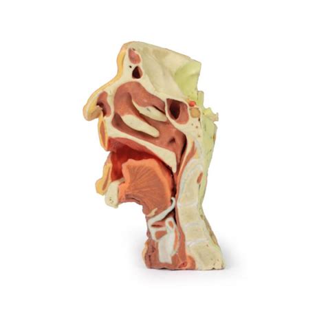 Deep Face Infratemporal Fossa 3d Anatomy Series Erler Zimmer