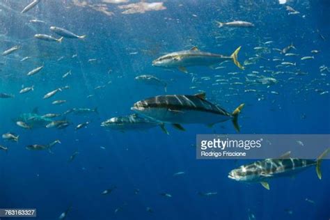Yellowtail Fish Photos And Premium High Res Pictures Getty Images