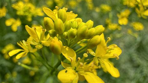 Woad Flower Plant Free Photo On Pixabay Pixabay
