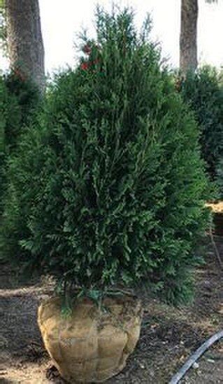 Arborvitae Technito 6 Bandb
