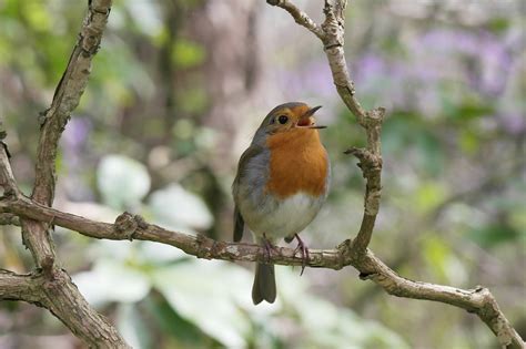 Bird Robin Ornithology Free Photo On Pixabay Pixabay