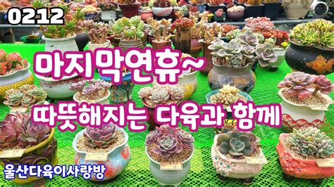 24년02월12일 다육이사랑방 Youtube