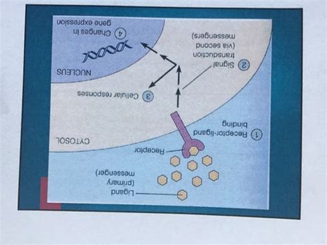 Cell Signalling Flashcards Quizlet