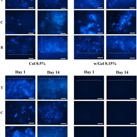 Dapi Staining Of Scaffoldcell Constructs For Infiltration And