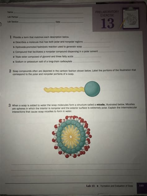 Solved Name PRELABORATORY EXERCISE Lab Partner Lab Section Chegg Com
