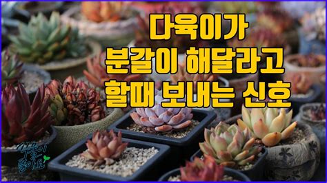 다육이 분갈이 시기를 알 수 있는 식물 상태 Youtube