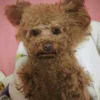 python中map 函数的用法讲解 python map CSDN博客