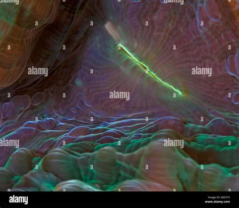 Close Up Image Of Button Coral Polyp Reveals Bioluminescent Markings Ambon Indonesia Stock