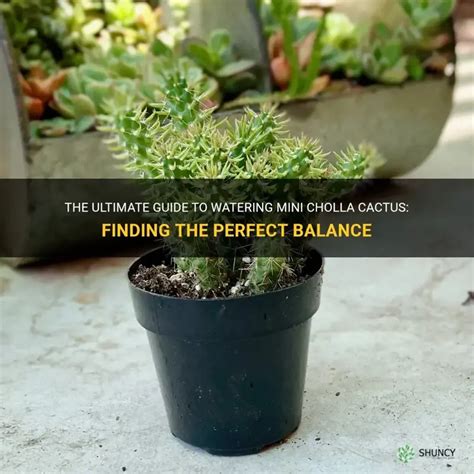 The Ultimate Guide To Watering Mini Cholla Cactus Finding The Perfect Balance Shuncy