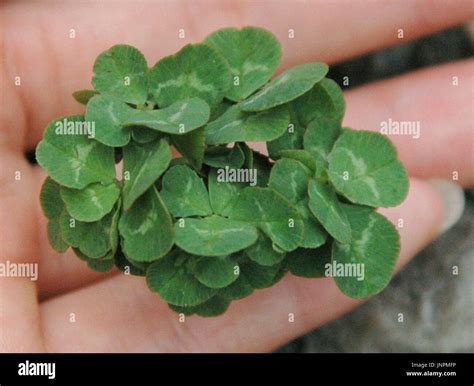 Morioka Japan This Is A Photo Of A 56 Leaf Clover Bred By Farmer
