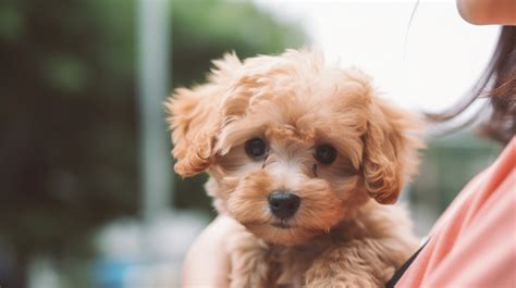 4170 귀여운 파워포인트 무료 다운로드 사진 그림 및 배경 이미지 Pngtree