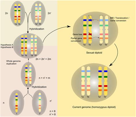 Hybridization Scenarios Schematic Representation Of Possible Scenarios