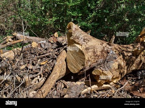 Cypress Trees Cut Down In A Forest Leaving A Large Pile Of Debris