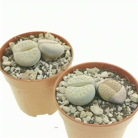 Lithops Hookeri Var Susannae C91 55 Cm Aizoaceae Giromagi Vendita Piante Grasse