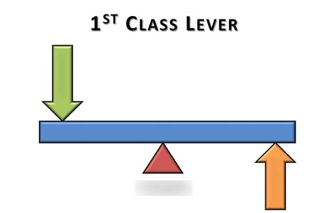 First Class Lever Diagram Quizlet