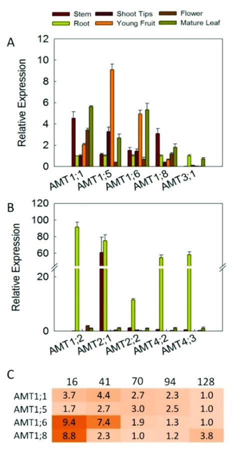 Phosphorylation Sites Conserved Within The C Terminal Region Of Mdamt