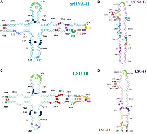 Ancestry Of Rnarna Interaction Regions Within Segmented Ribosomes Ancestry Of Rnarna Interaction Regions Within Segmented Ribosomes