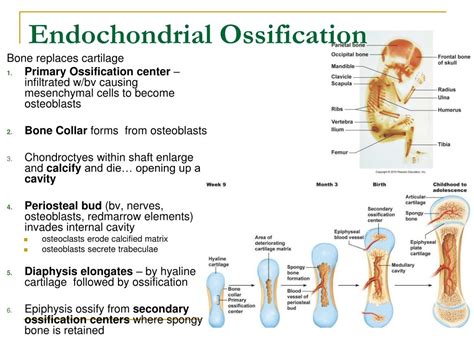 Ppt The Skeletal System Powerpoint Presentation Free Download Id 2109849