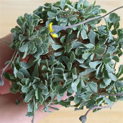 Yahoo オークション F336 珍奇塊根植物 Cacalioides オトンナ カカリ