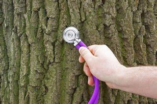 How To Protect Tree Trunks From Deer And Other Wildlife DoItYourself Com