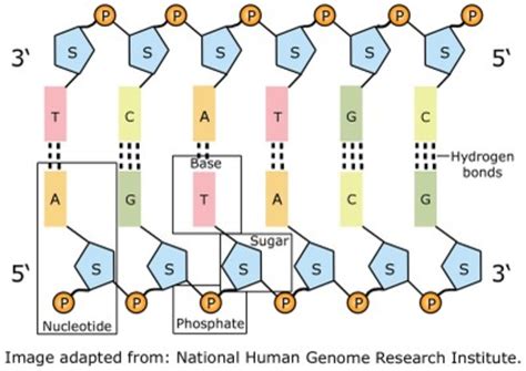 sugar bases found in dna at lori tillotson blog