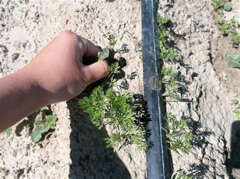 Insekticidi - Zaštitna sredstva | Agroklub.com