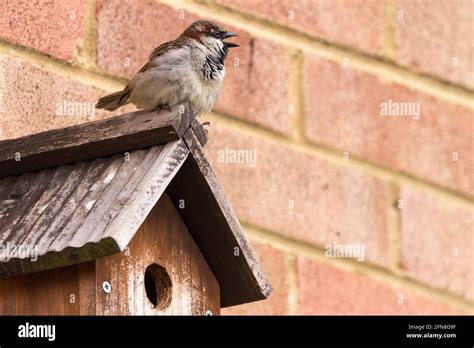 House Sparrow Passer Domesticus And Nesting Box In Breeding Season Male Bird On Roof Of Nest