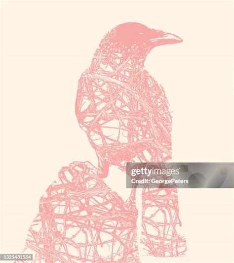 Crow Intelligence Photos And Premium High Res Pictures Getty Images