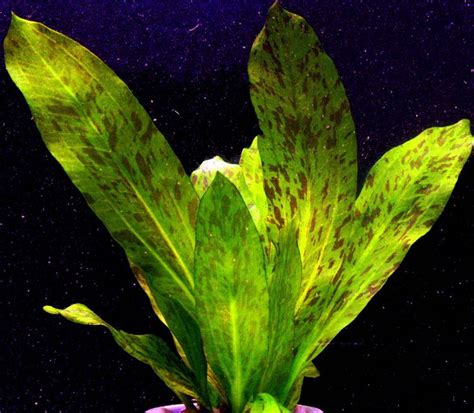 Эхинодорус (Echinodorus): описание, виды, уход и особенности