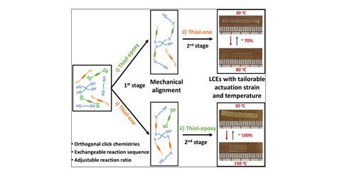 Liquid Crystalline Elastomers With Tailorable Actuation Performance Based On Orthogonal Click