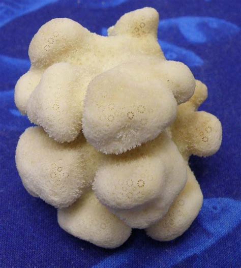 Coral Basics Flower Garden Banks National Marine Sanctuary