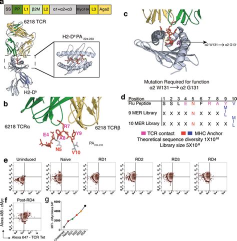 Generation And Functional Validation Of A H2 Db Yeast Peptidemhc
