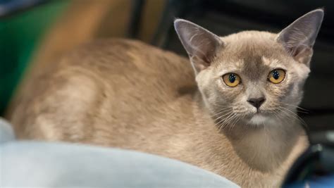 Burmese Cat Breed History And Some Interesting Facts