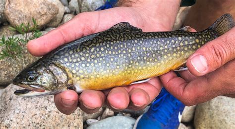 Fly Fishing For Brook Trout • Flyfish Circle