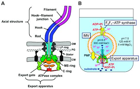 Diagram Van Salmonellacellen Schematic Representation Of The Major
