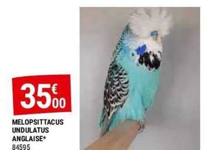 Promo Melopsittacus Undulatus Anglaise Chez Gamm Vert Icataloguefr