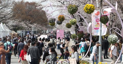 [포토]늦게 핀 벚꽃 여의도 봄꽃축제 교통통제 8일까지 연장