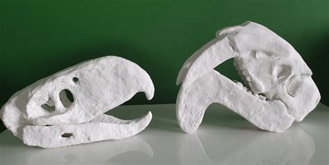 A Andalgalornis And Thylacosmilus Skull I Made A While Ago Opinions