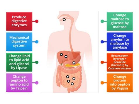 Digestive Enzyme Organs Labelled Diagram