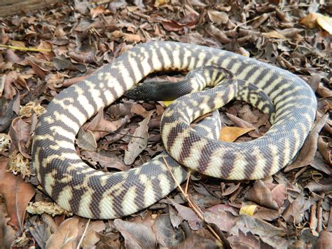 Collection Derek Roddys Black Headed Pythons
