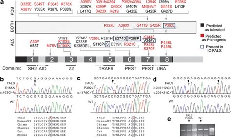 sequence variants in sqstm1 in als and pdb a summarizes sqstm1