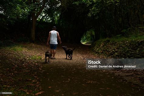 나무로 둘러싸인 길을 따라 두 마리의 개와 함께 하이킹을하는 여름 옷을 입은 인식 할 수없는 외로운 중년 남자의 뒷모습 개에 대한 스톡 사진 및 기타 이미지 Istock