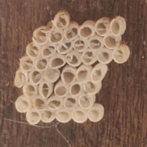 Egg Cluster R Whatsthisbug